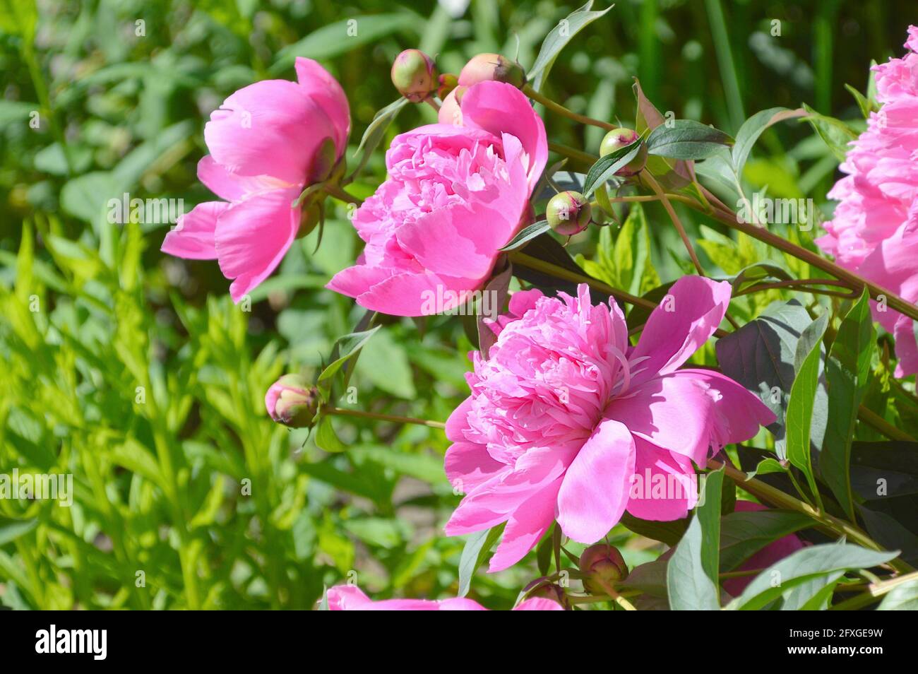 Bright pink peonies against green grass Stock Photo - Alamy
