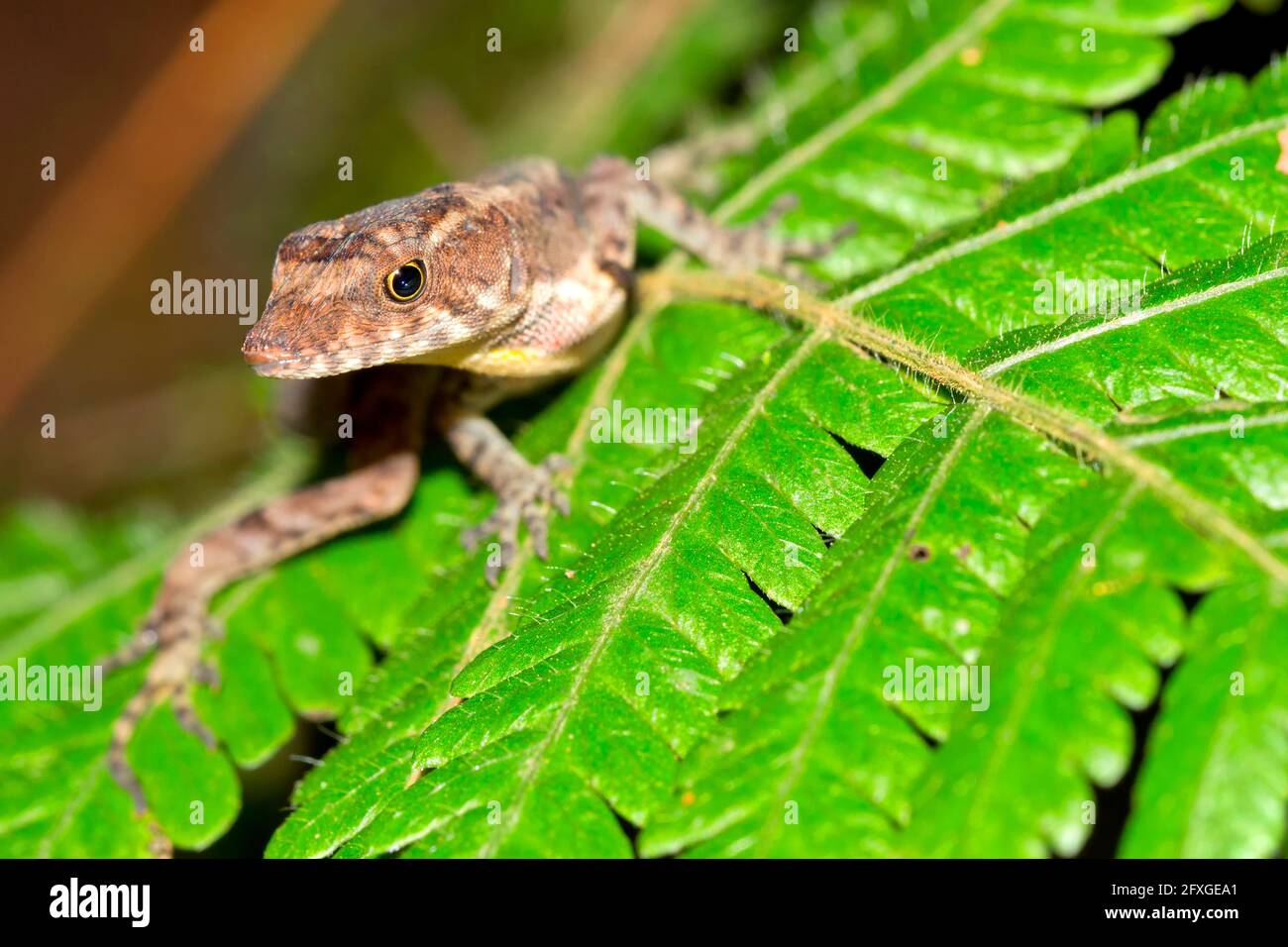 Anolis lizard anolis sp portrait hi-res stock photography and images ...