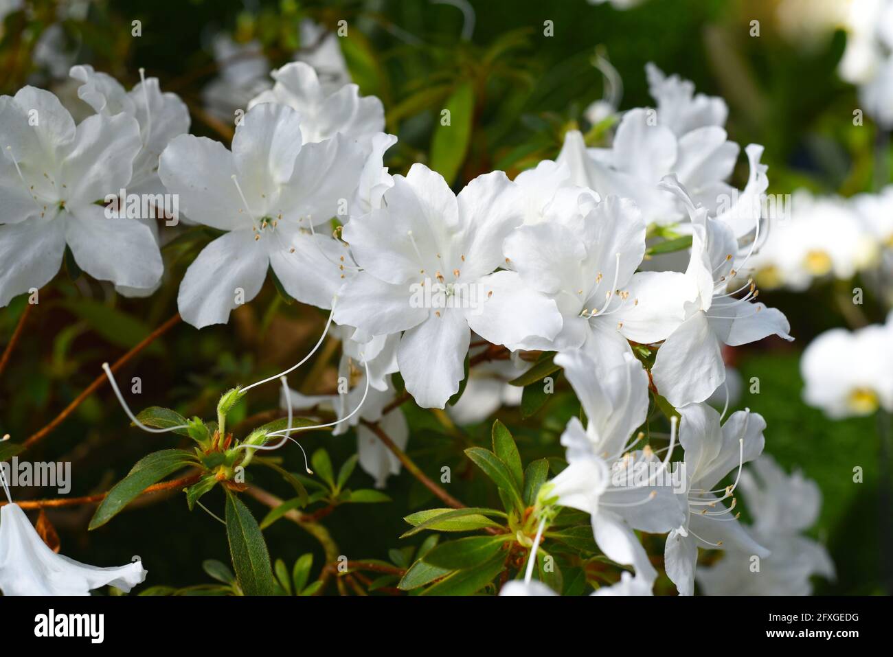White azalea flowers growing on a shrub Stock Photo - Alamy