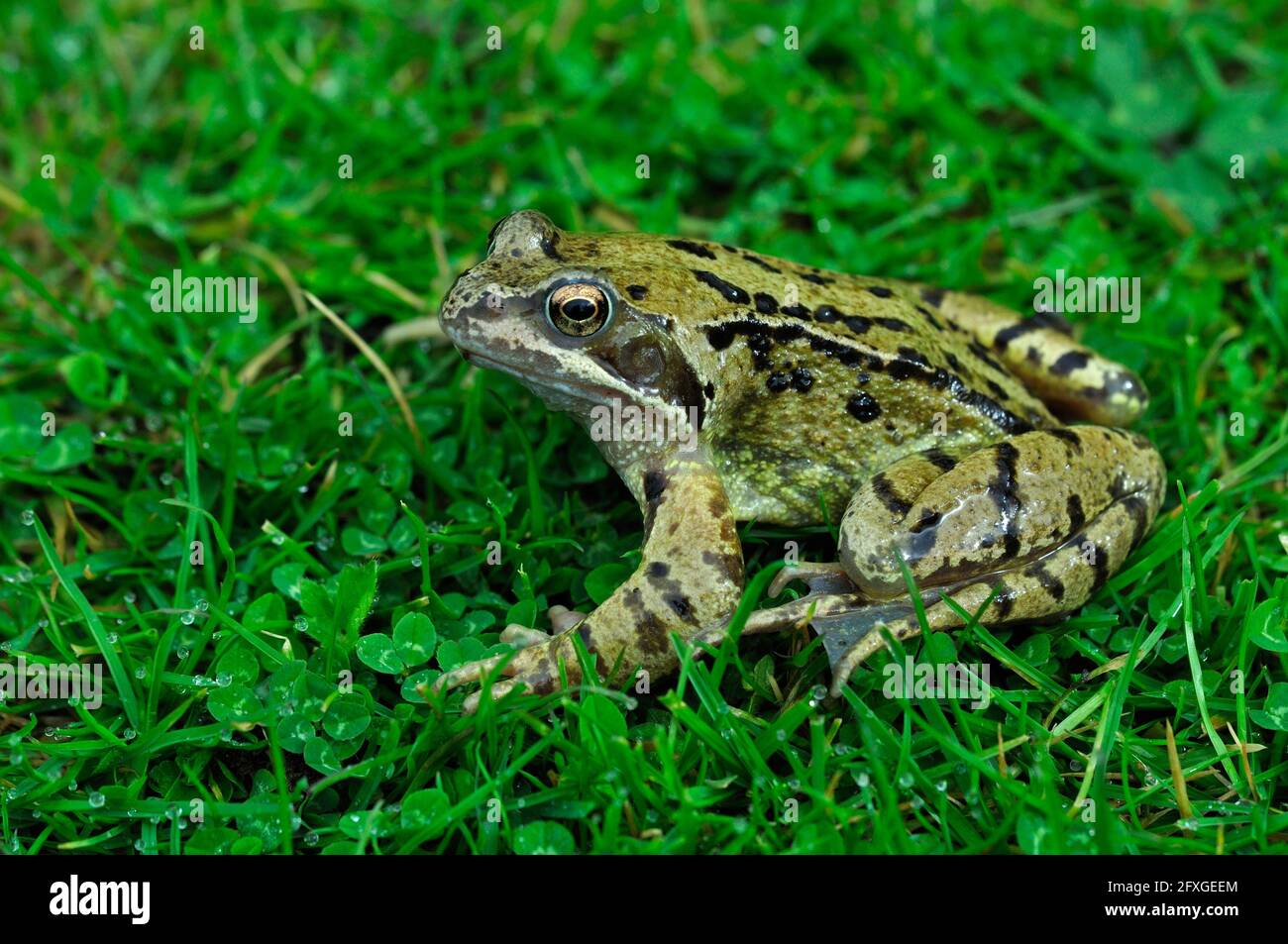 Common familiar visitor hi-res stock photography and images - Alamy