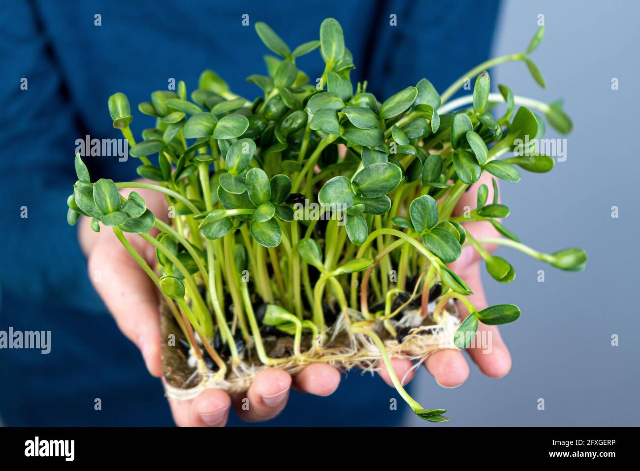 Sunflower Sprouts Growing