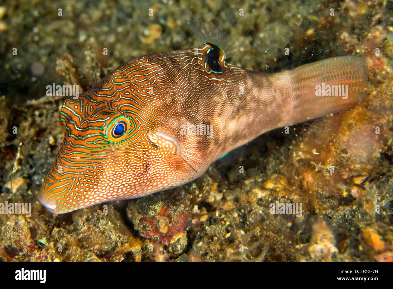 Fine-spotted Pufferfish, Canthigaster compressa, Coral Reef, Lembeh ...