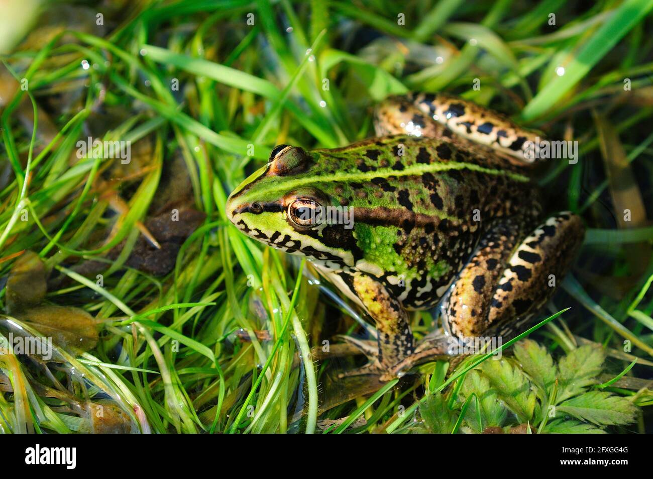 Marsh frog basking in shallow water Stock Photo - Alamy