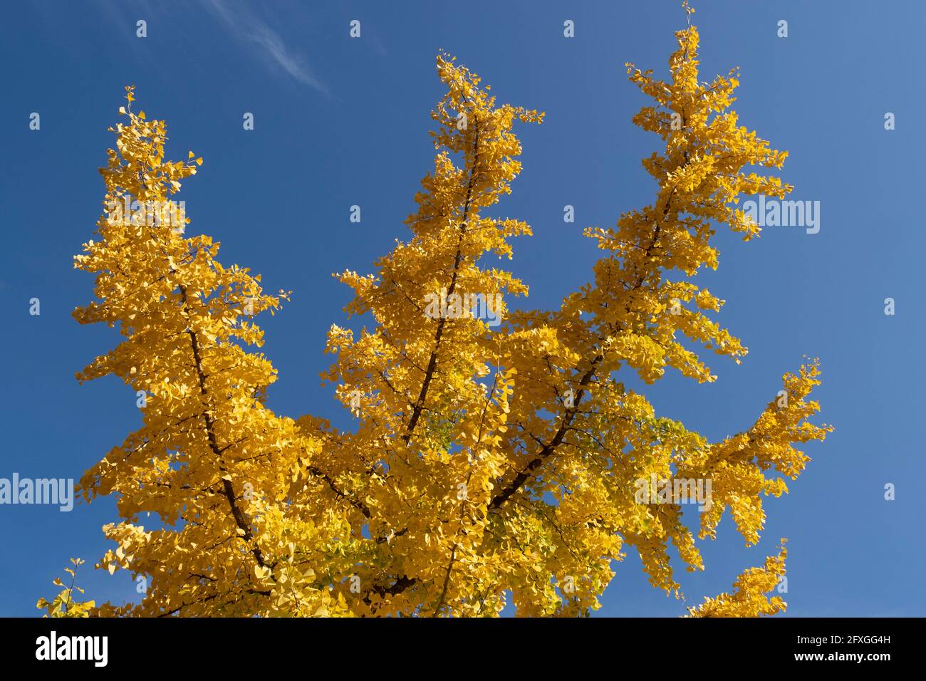 Autumn coloured tree top Stock Photo - Alamy