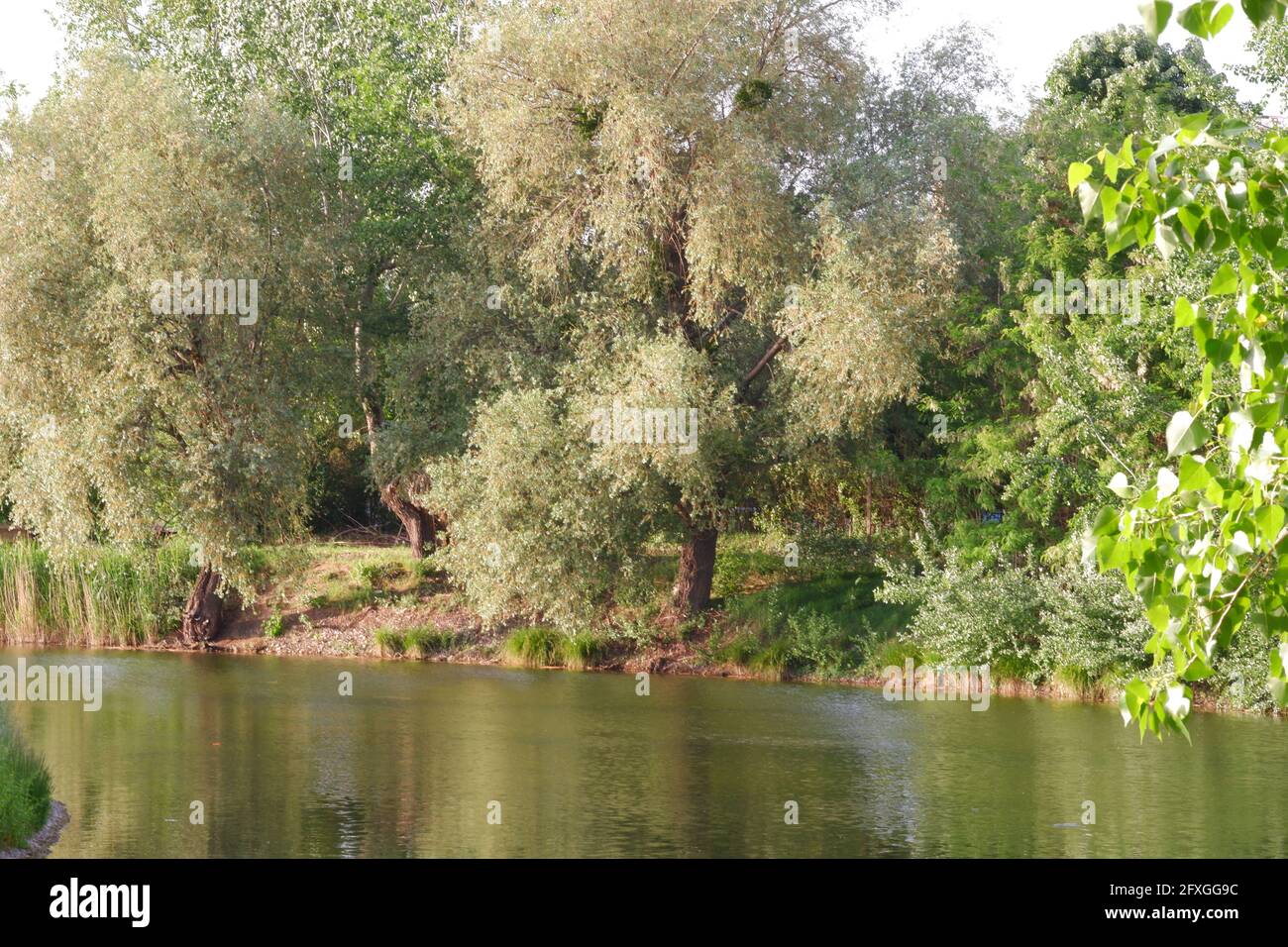 Trees at riverside at a sunny day Stock Photo - Alamy