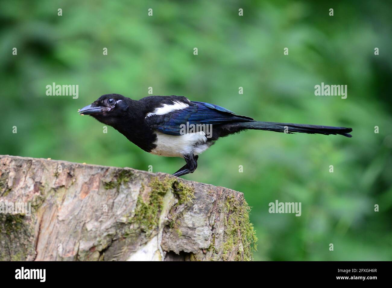 Common magpie pica pica juvenile hi-res stock photography and images ...