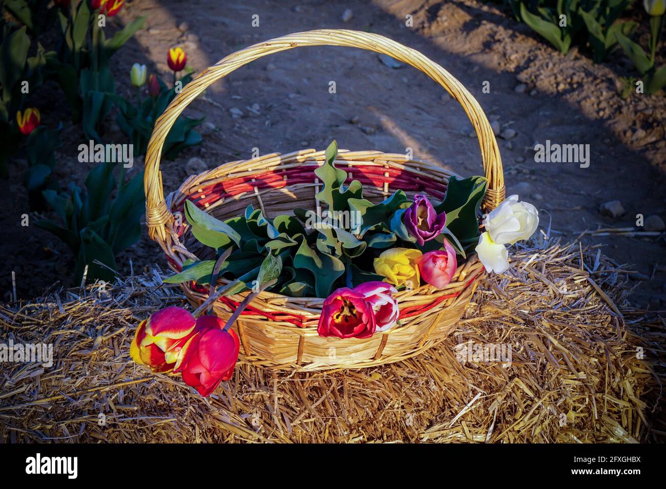 Arese - Italy - march 2019 beautiful tulips fields in Tulipani Italiani ...