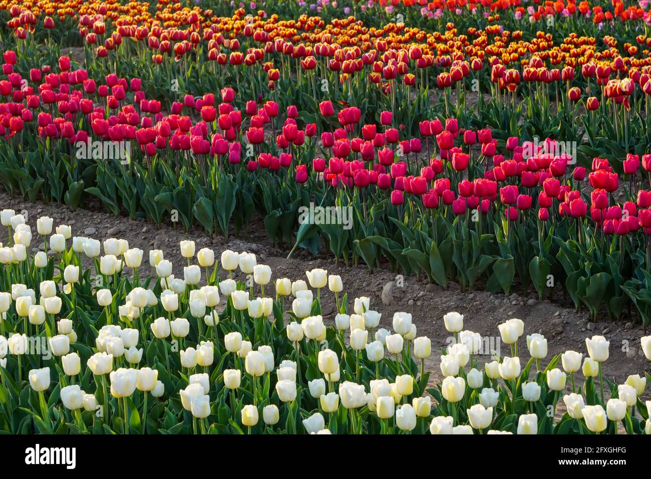 Arese - Italy - march 2019 beautiful tulips fields in Tulipani Italiani ...