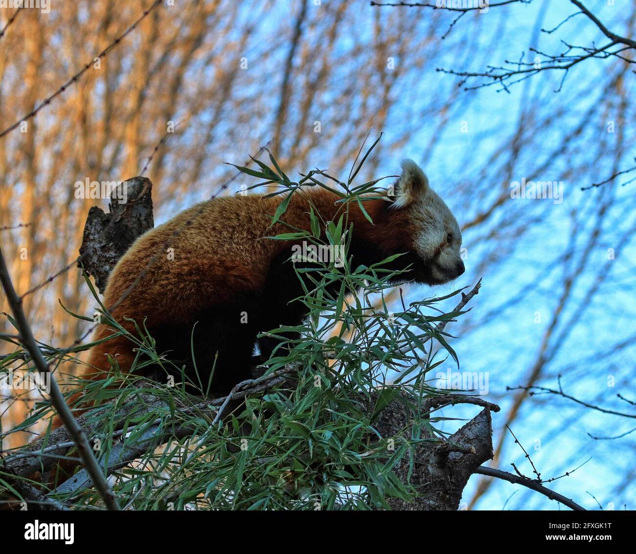Cute fluffy red panda on a tree Stock Photo - Alamy