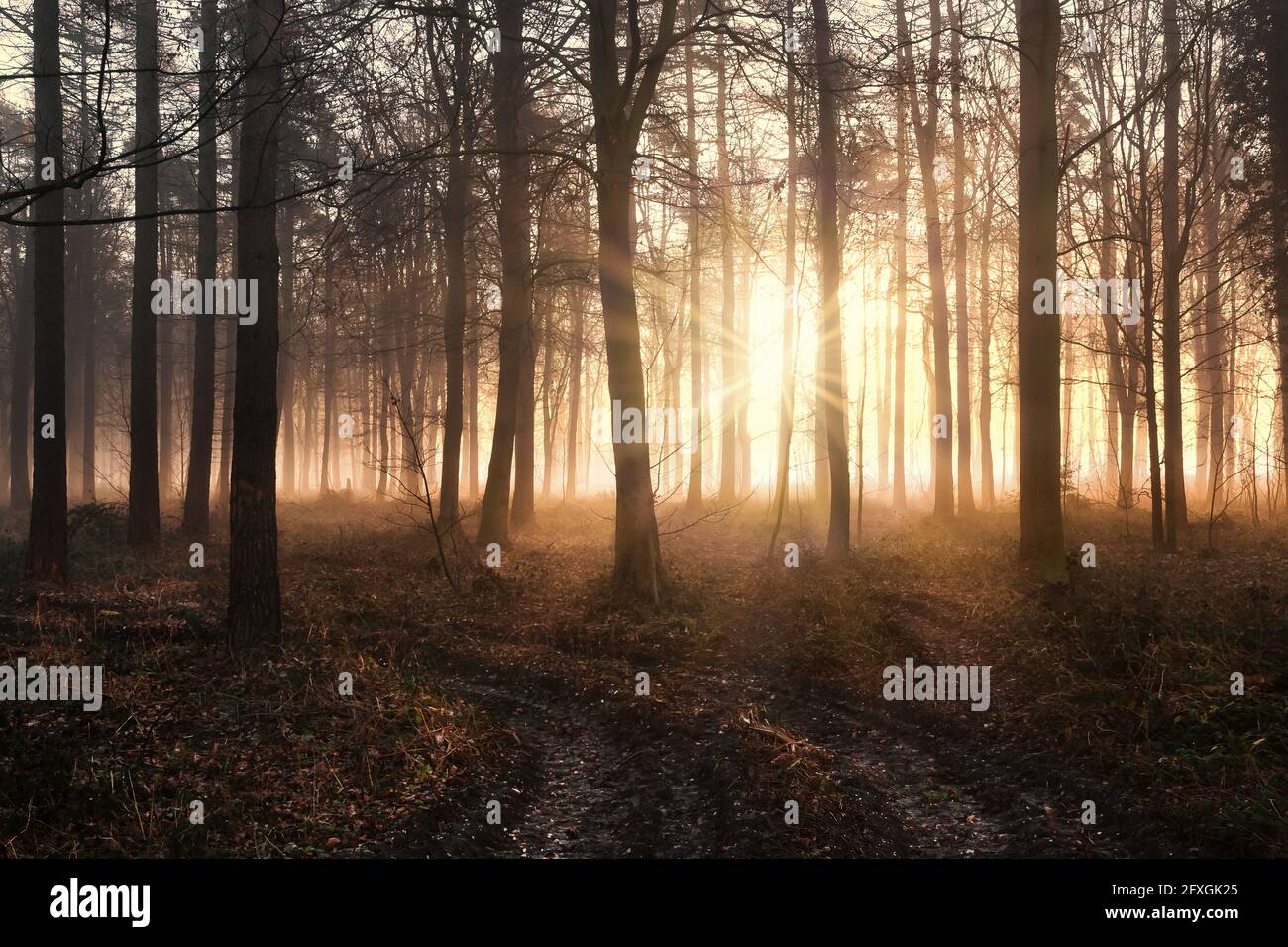 English forest mist hi-res stock photography and images - Alamy