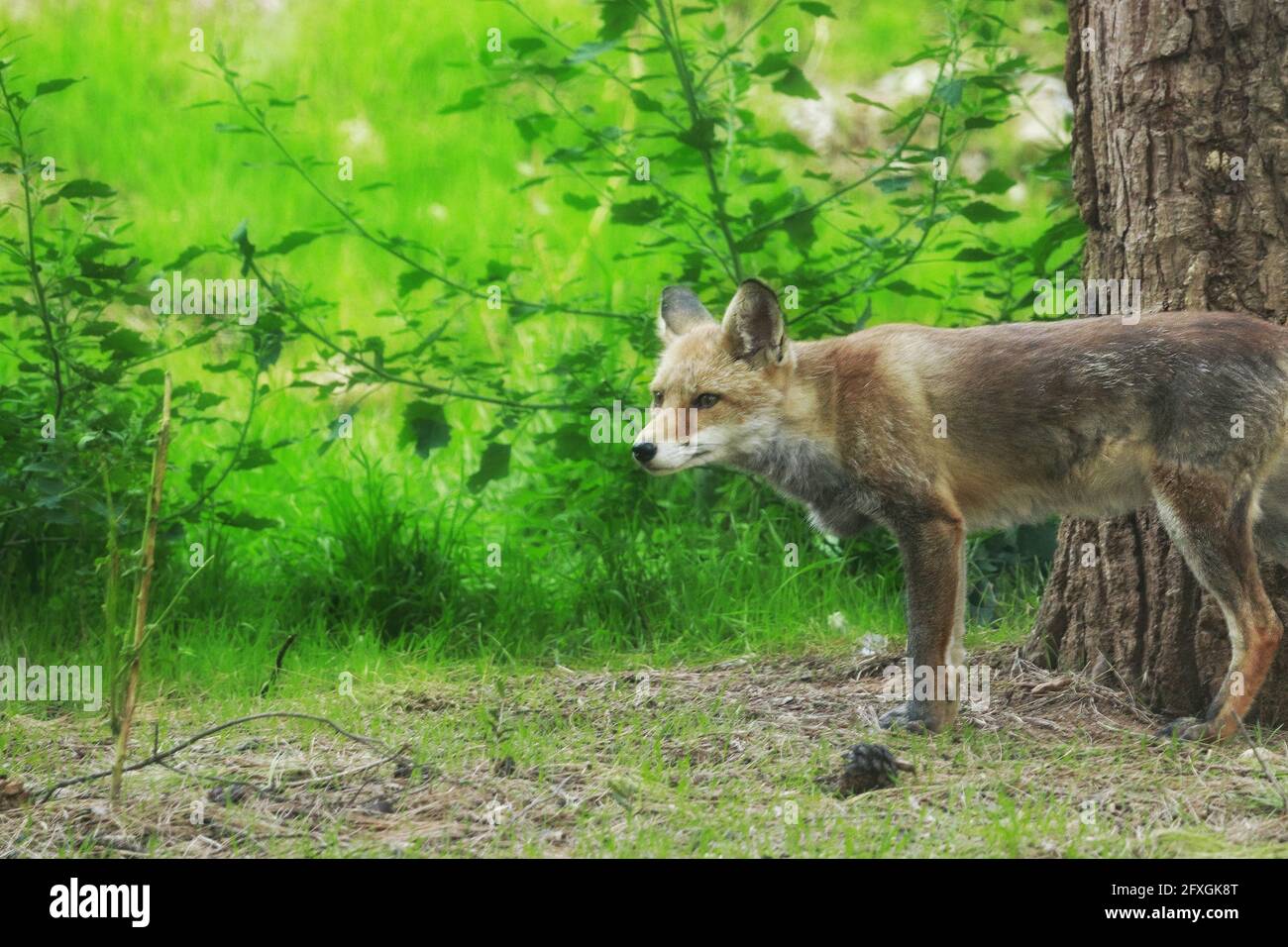 Wild fox in a forest Stock Photo - Alamy