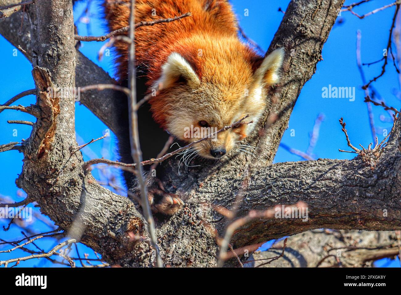 Cute fluffy red panda on a tree Stock Photo - Alamy