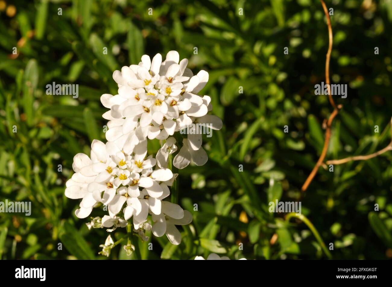 Garden cresses hi-res stock photography and images - Alamy