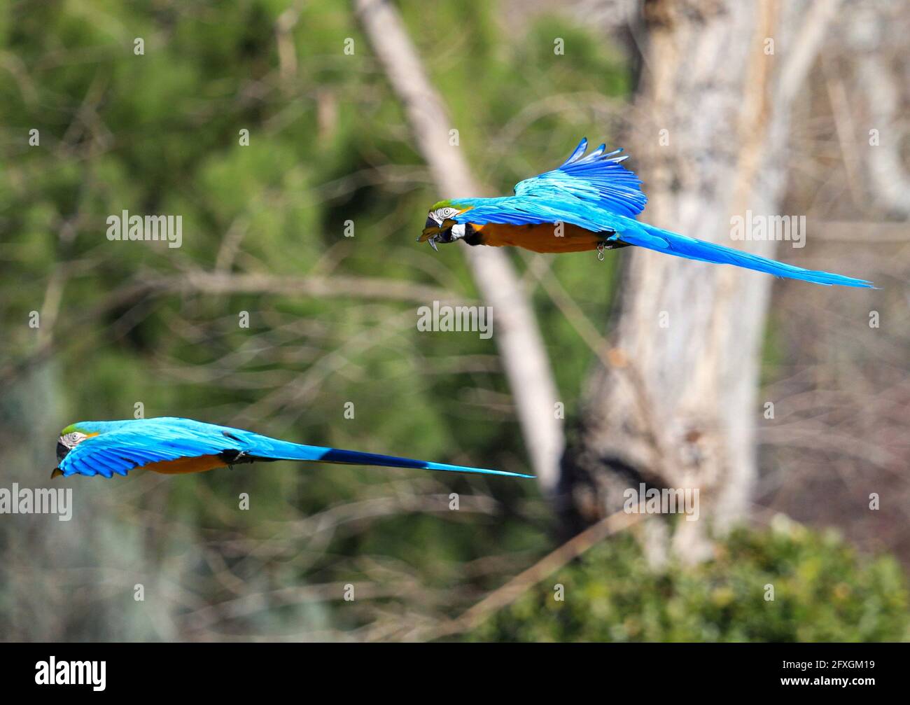 Blue backed hi-res stock photography and images - Alamy