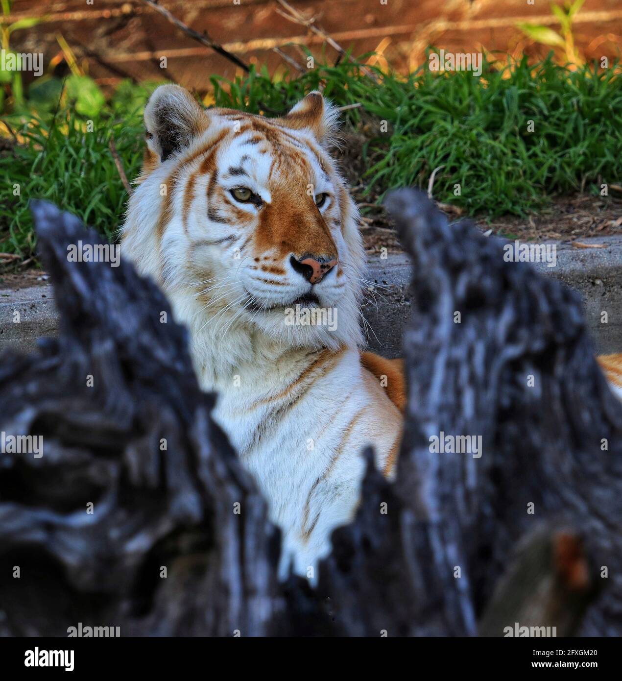 Beautiful tiger in a zoo Stock Photo - Alamy