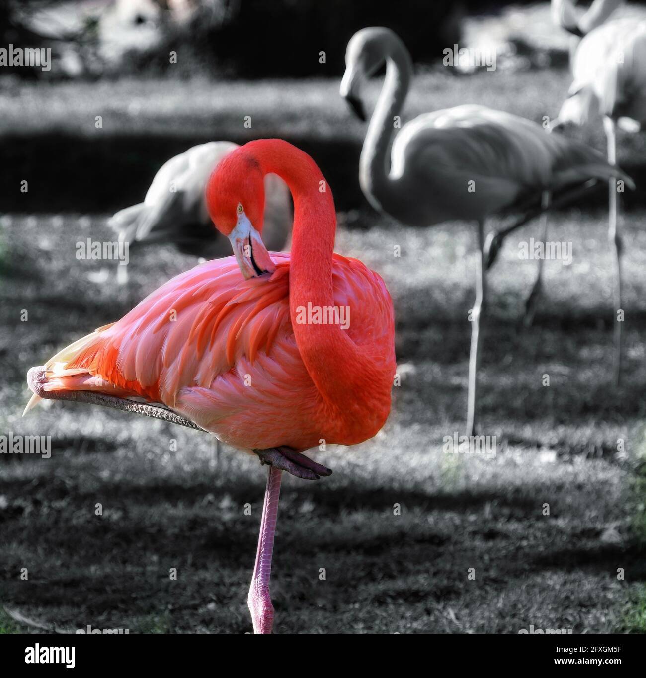 Flamingo on a grayscale background Stock Photo - Alamy