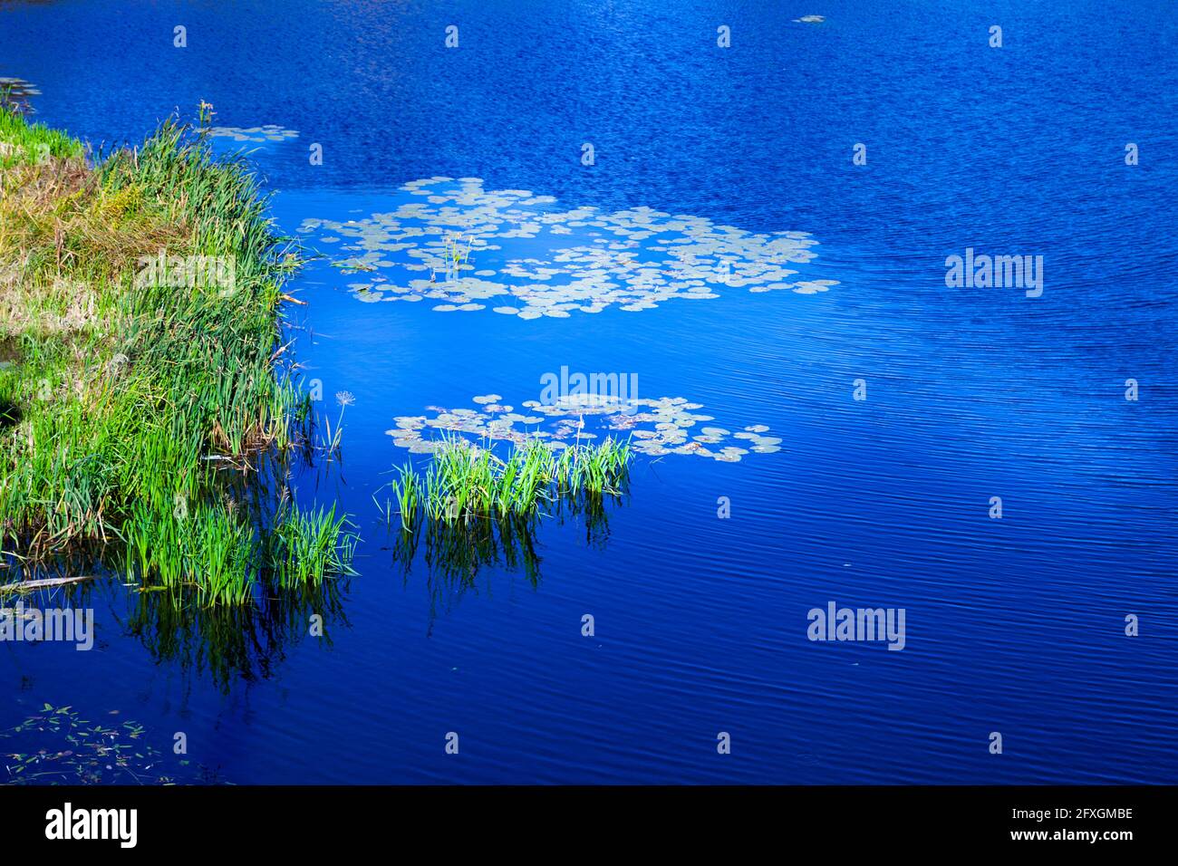 Blue lake with aquatic plants. Beautiful autumn landscape Stock Photo ...