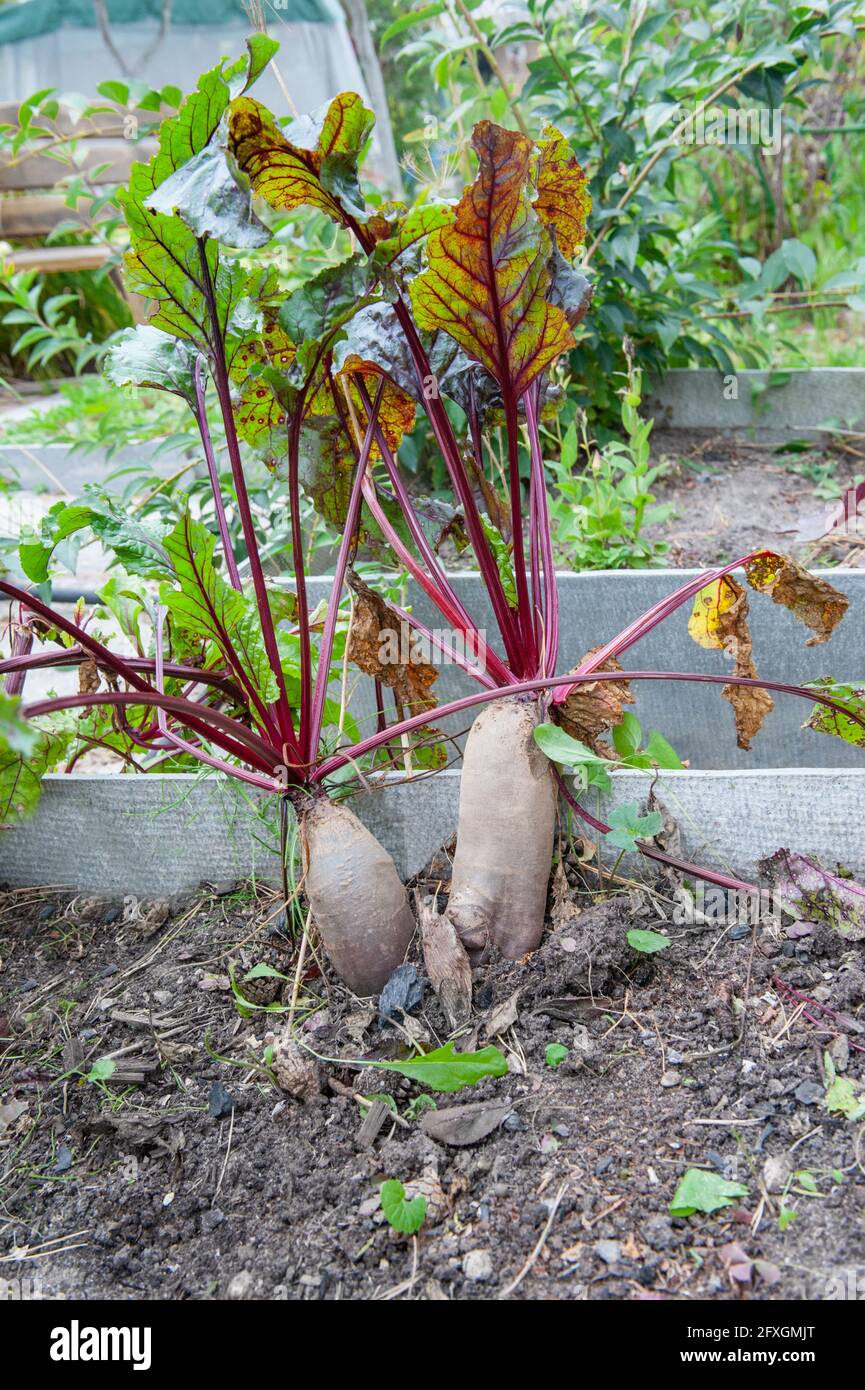 harvest of giant beets lies in the garden. Oversaturation of vegetables ...