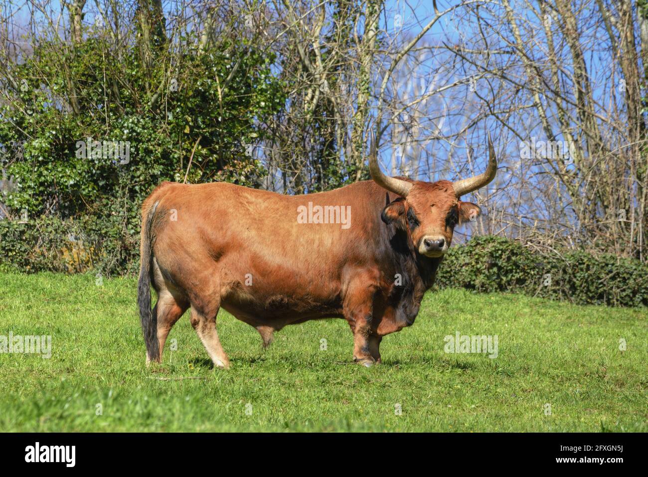 Raza cachena hi-res stock photography and images - Alamy
