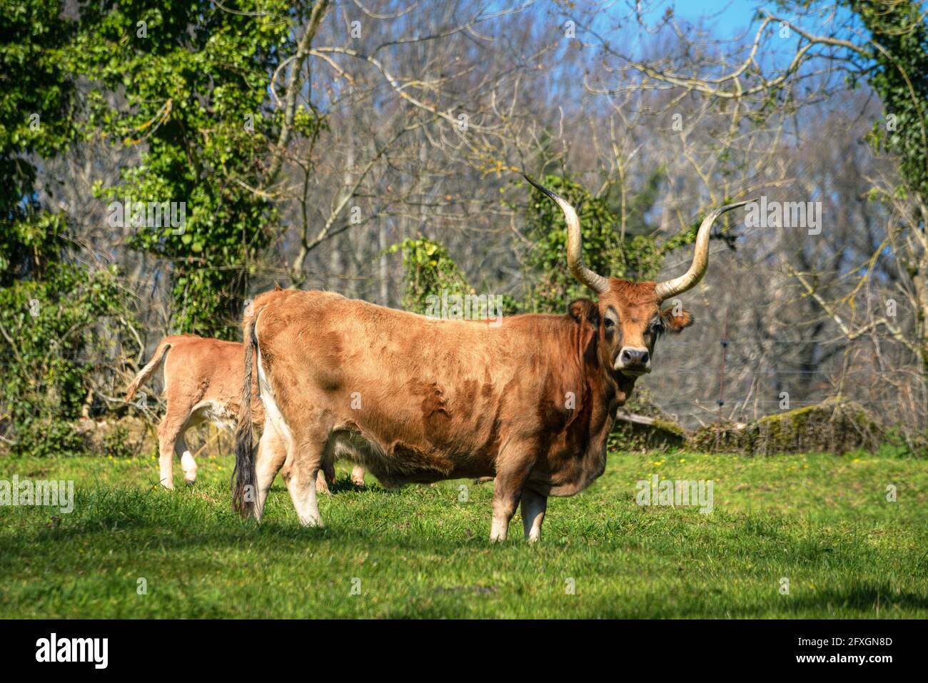 Vaca cachena hi-res stock photography and images - Alamy