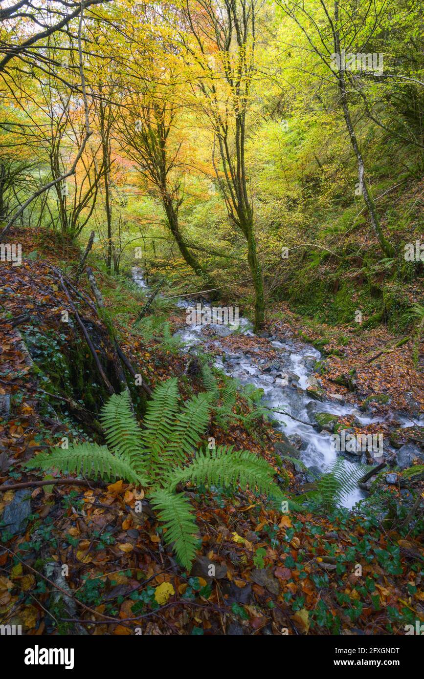 Fern native to the Galician deciduous forests in Devesa da Rogueira in ...
