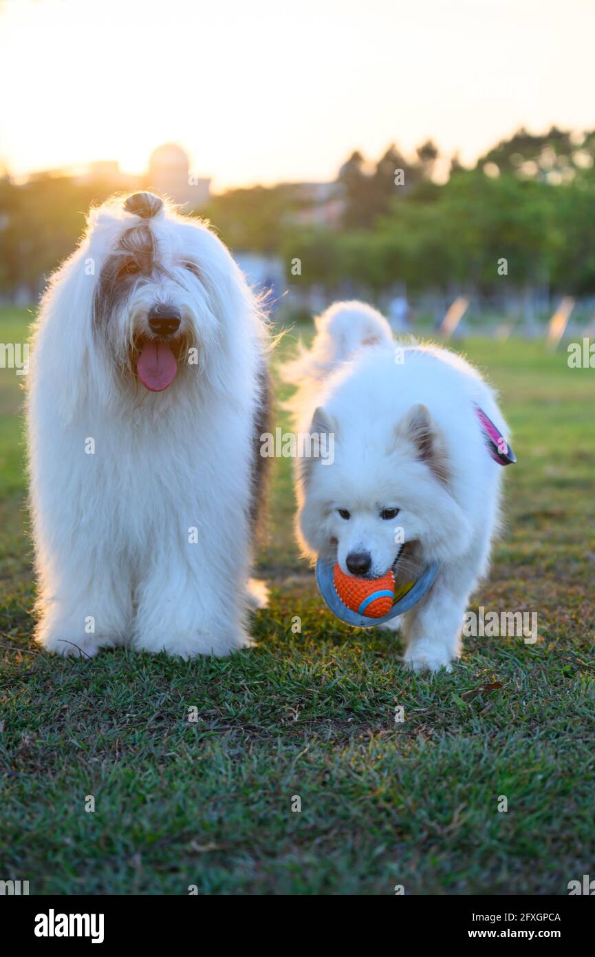 Ancient shepherd dogs hi-res stock photography and images - Alamy