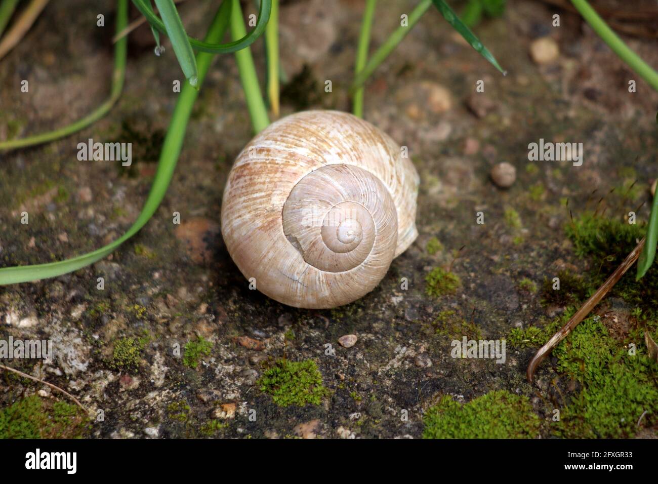Abandoned light brown snail house shell left on old concrete covered ...