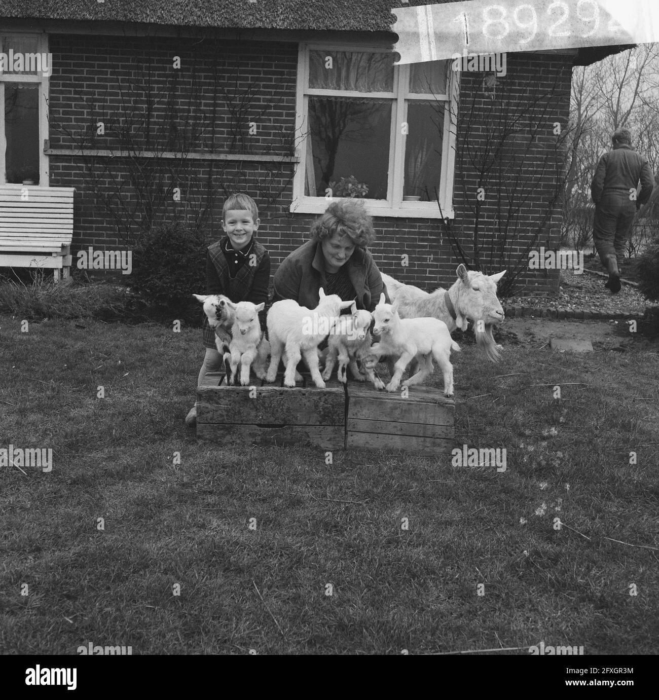 Five goats Black and White Stock Photos & Images - Alamy