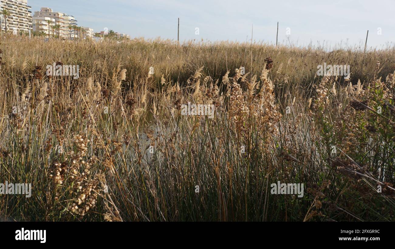 Reeds on waterfront hi-res stock photography and images - Alamy