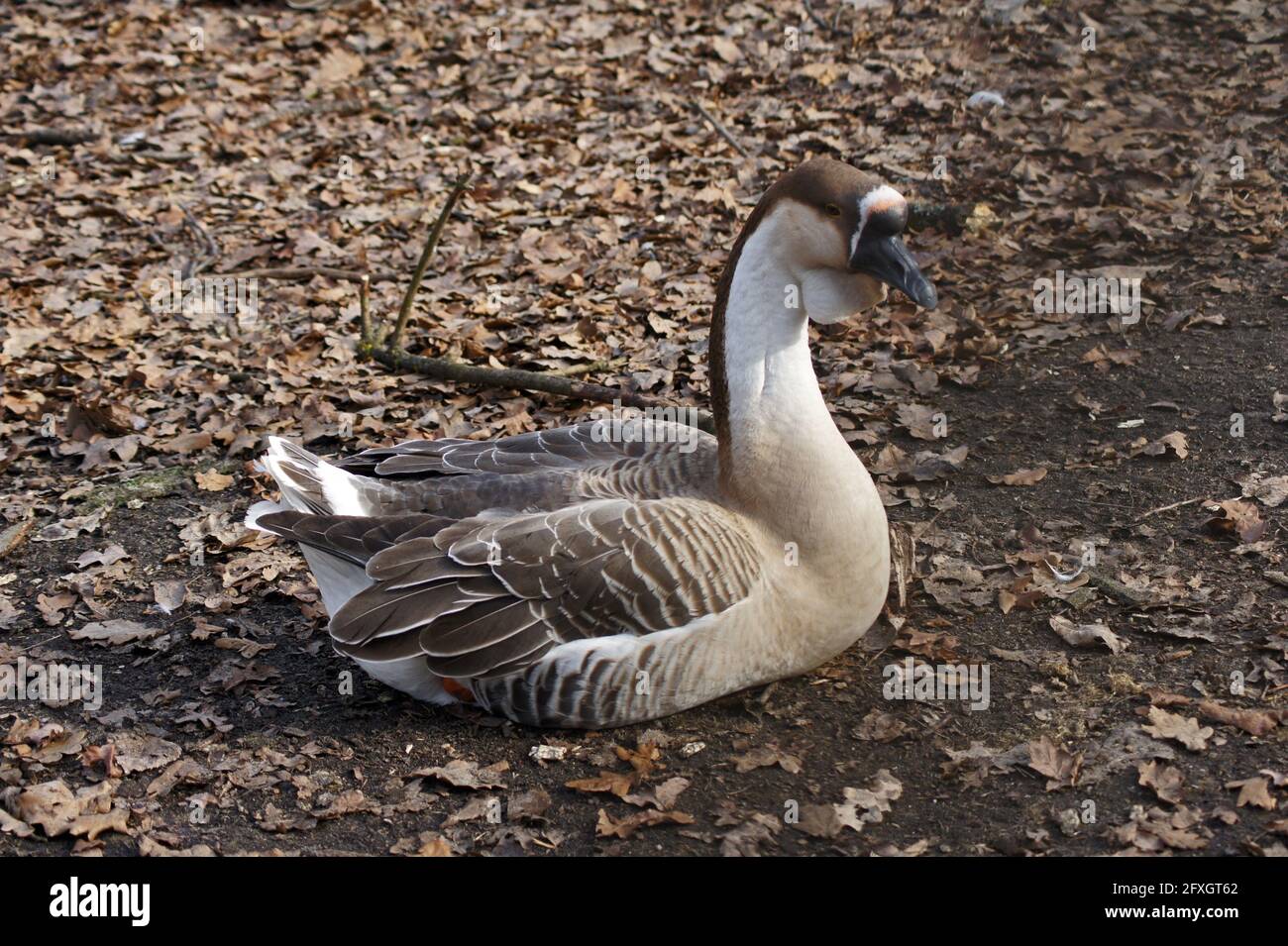 Rare swan species hi-res stock photography and images - Alamy