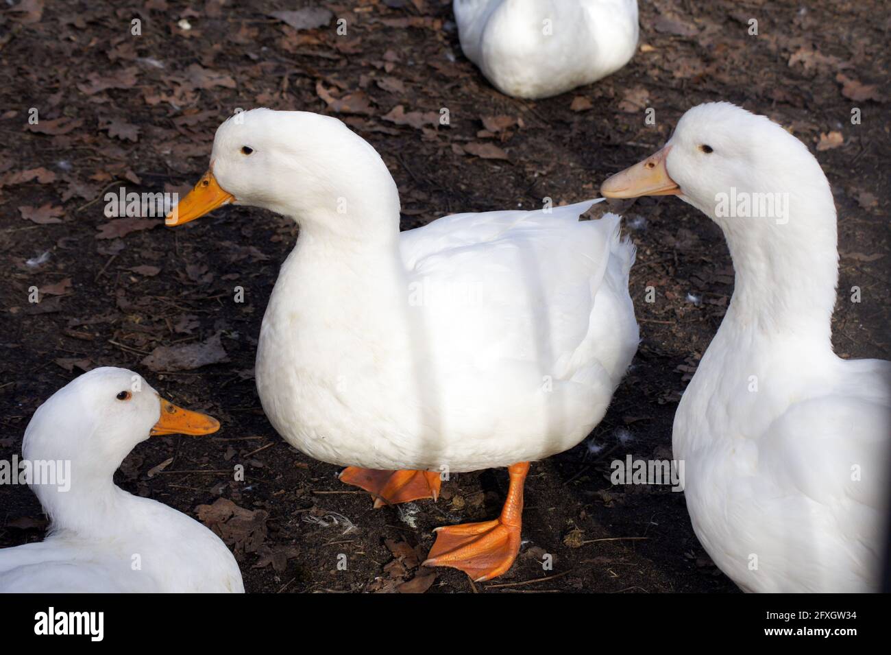 American pekin ducks hi-res stock photography and images - Alamy