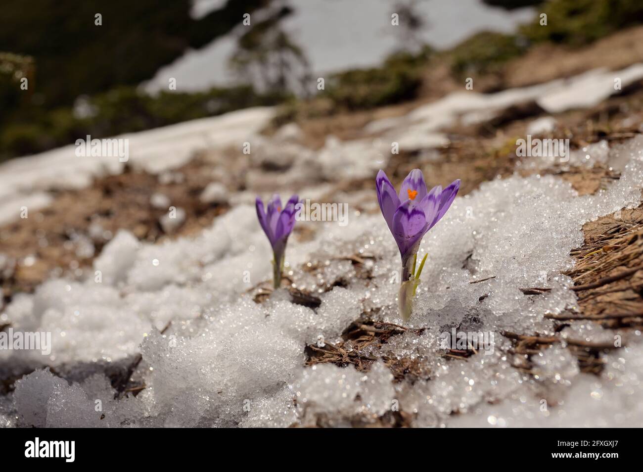 Spring Awakening, Flowers Of Crocuses On Romania Mountains Stock Photo ...