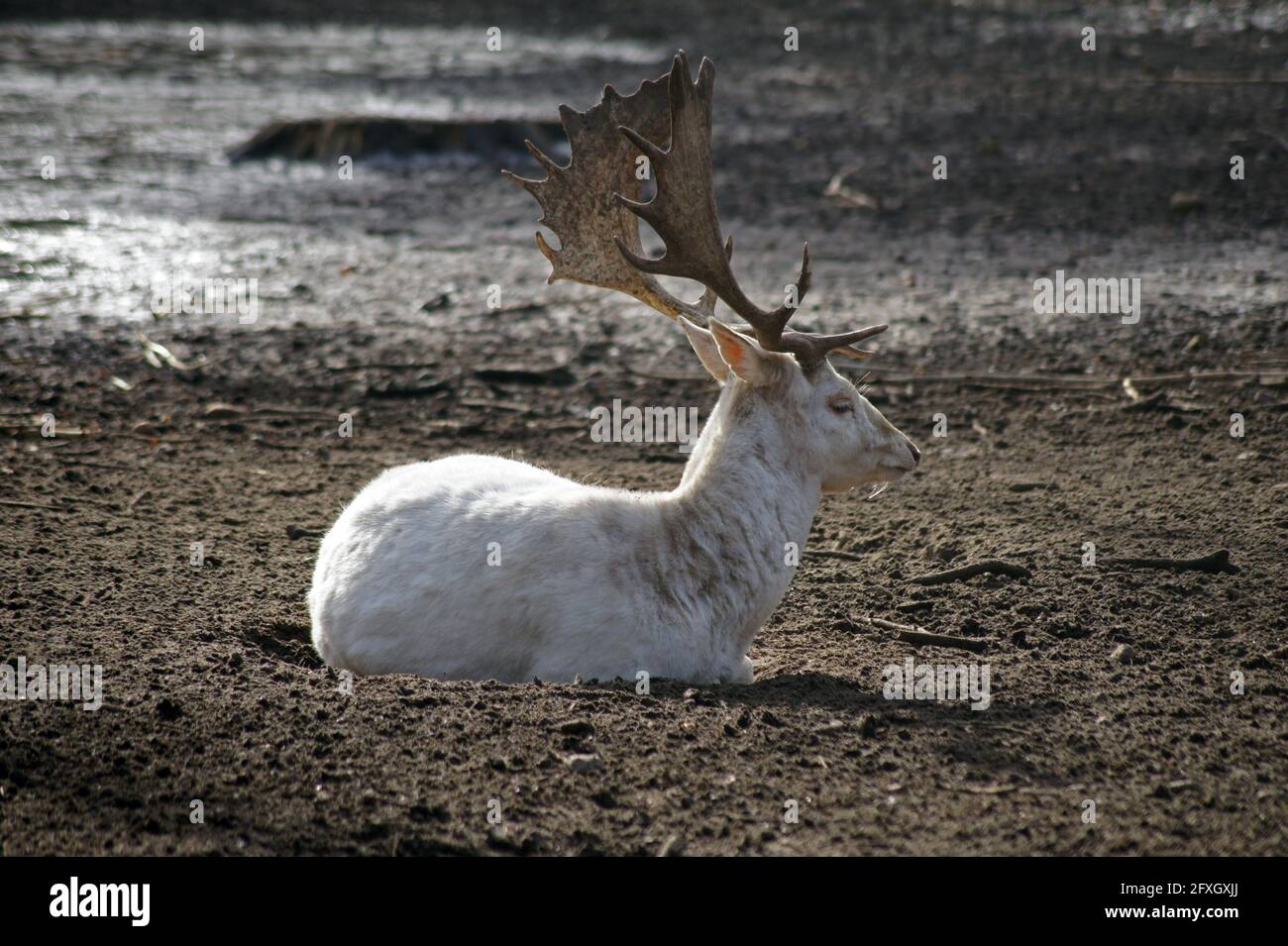 The monarch of glen- albino fallow deer Stock Photo - Alamy