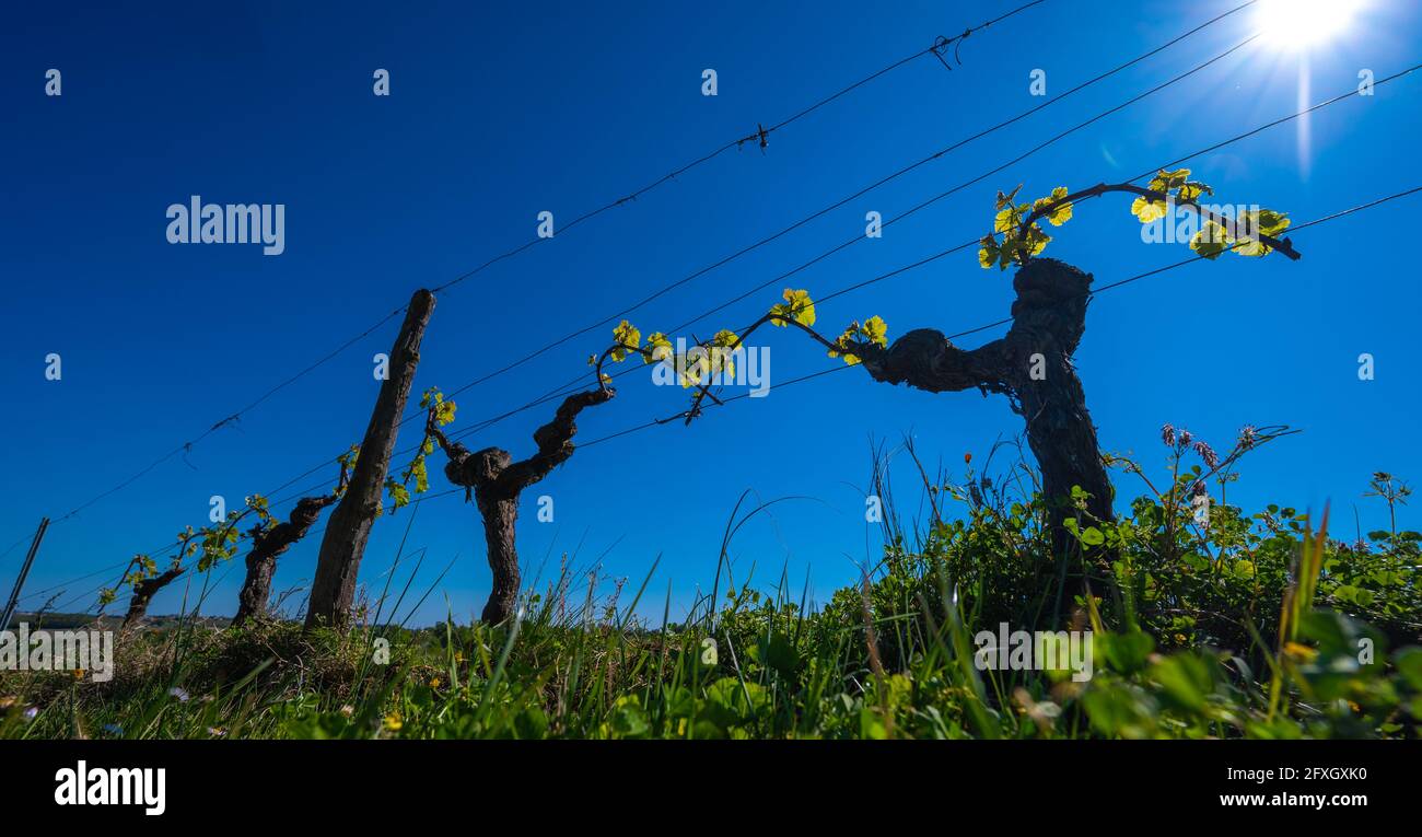 Vine leaves sprouting hi-res stock photography and images - Alamy