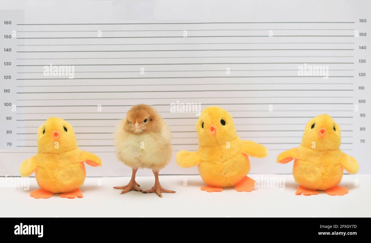 Police lineup wall hi-res stock photography and images - Alamy