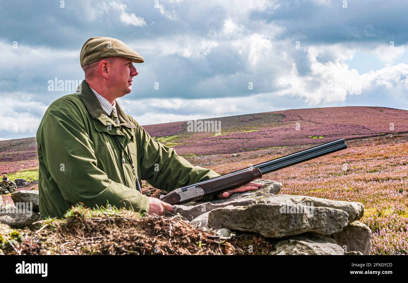 North Yorkshire, England UK - A Gun on a grouse moor during a driven ...