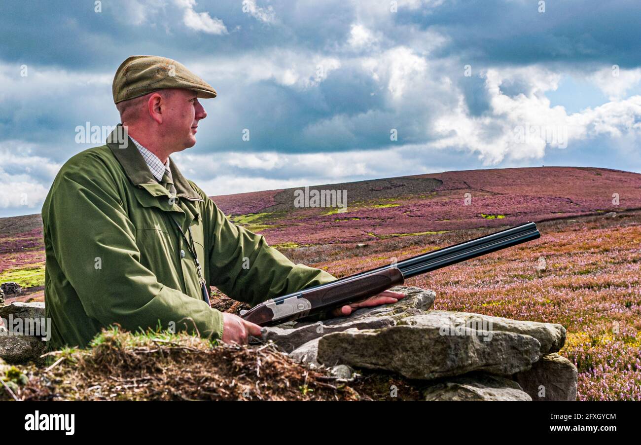 North Yorkshire, England UK - A Gun on a grouse moor during a driven ...