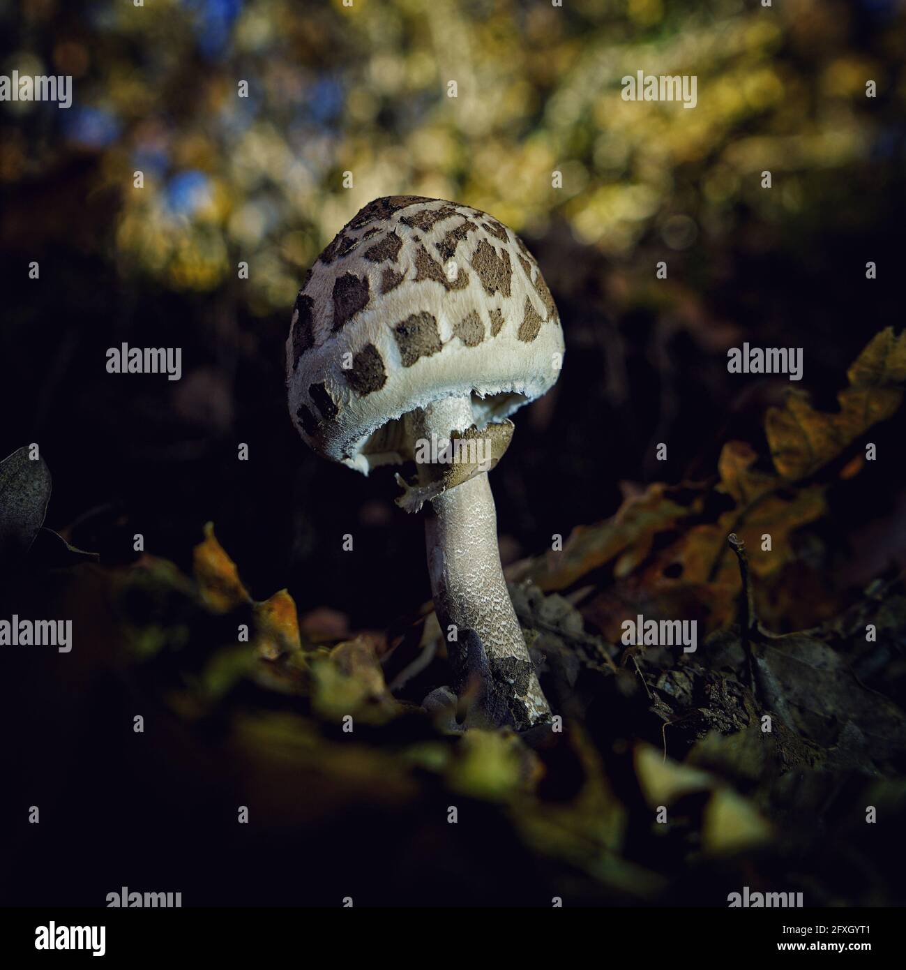 Chestnut dapperling hi-res stock photography and images - Alamy
