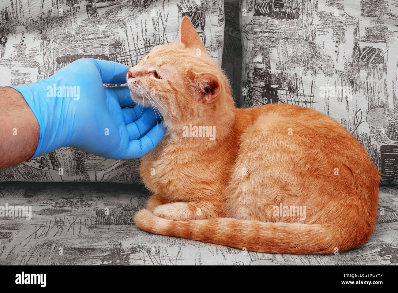 Allergic cat hi-res stock photography and images - Alamy