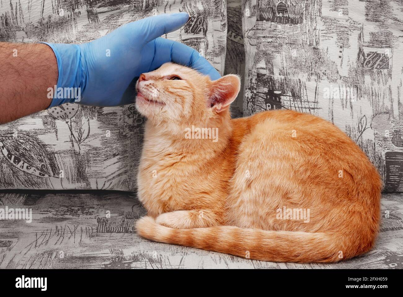 Allergic cat hi-res stock photography and images - Alamy