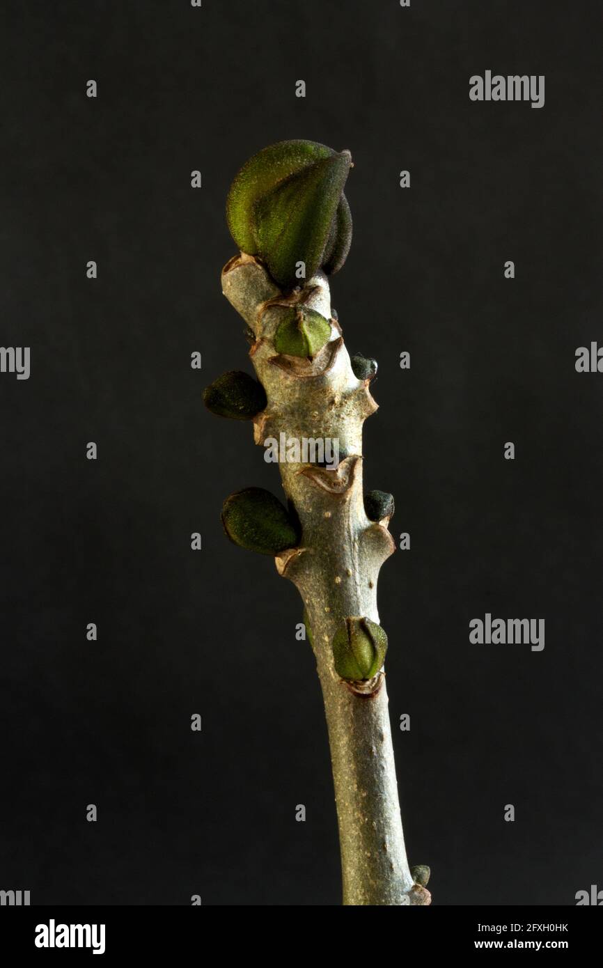 Ash have distinctive dark, sooty leaf buds and in spring they start to ...