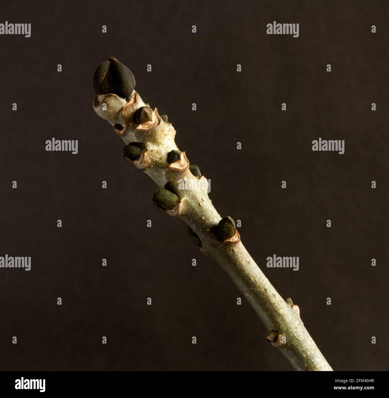 Ash have distinctive dark, sooty leaf buds and in spring they start to ...