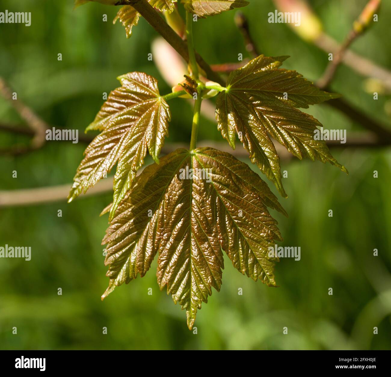 Phenological synchrony is the term used to describe the seasonal ...
