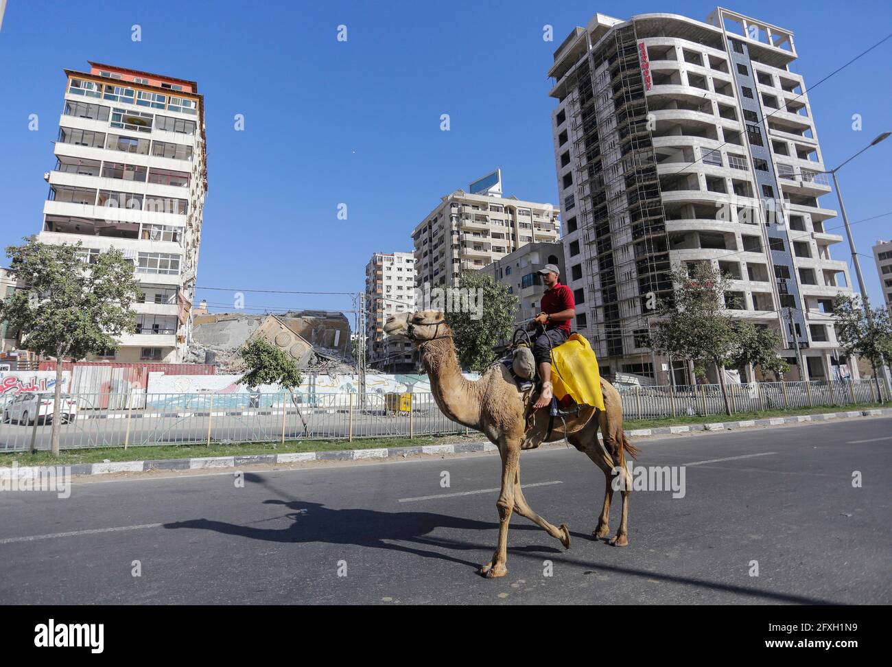 Camel fighting hi-res stock photography and images - Alamy