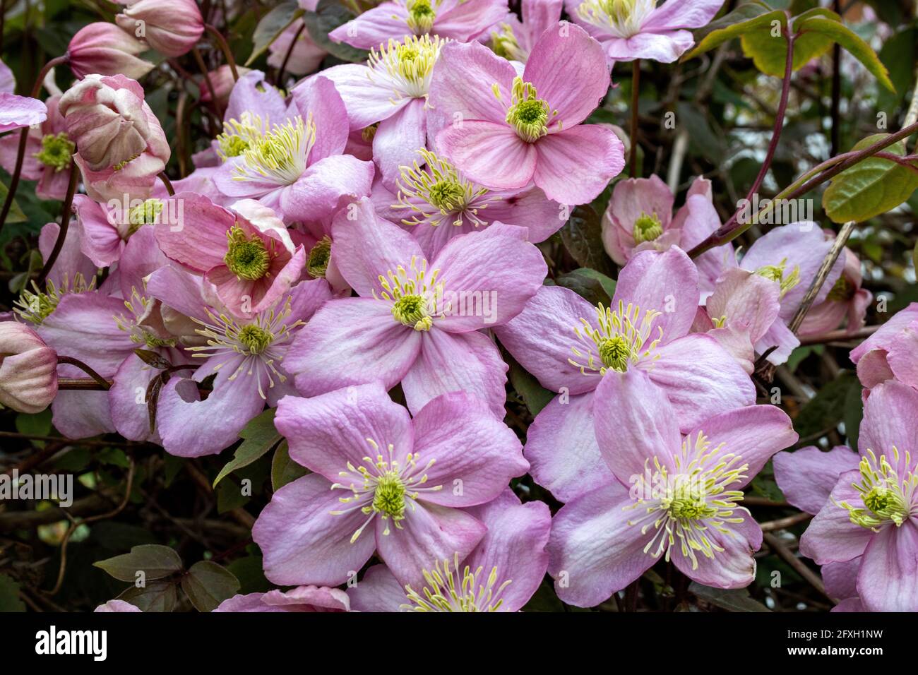 PINK FLOWERS OF CLEMATIS MONTANA Clematis montana MOUNTAIN OR HIMALAYAN ...