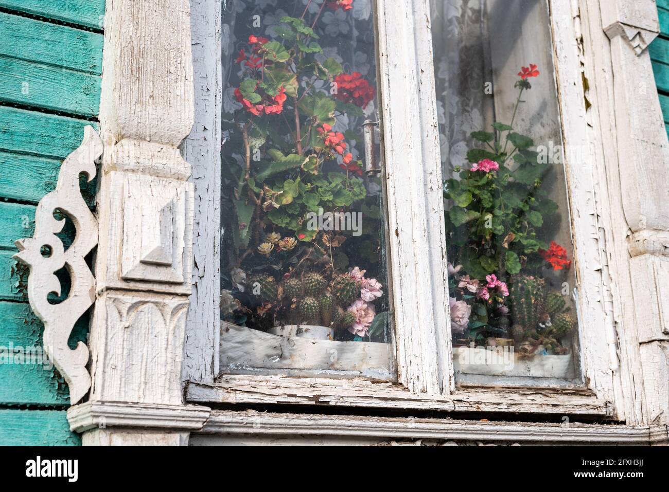 Window with blooming geraniums and cacti in country house Stock Photo ...