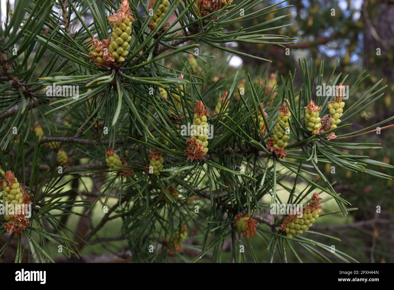 Blooming pine tree in the forest in spring Stock Photo - Alamy