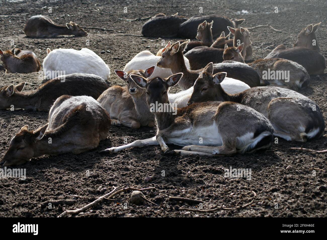 The fallow deer's harem - this is typical behavior for deer. Females ...