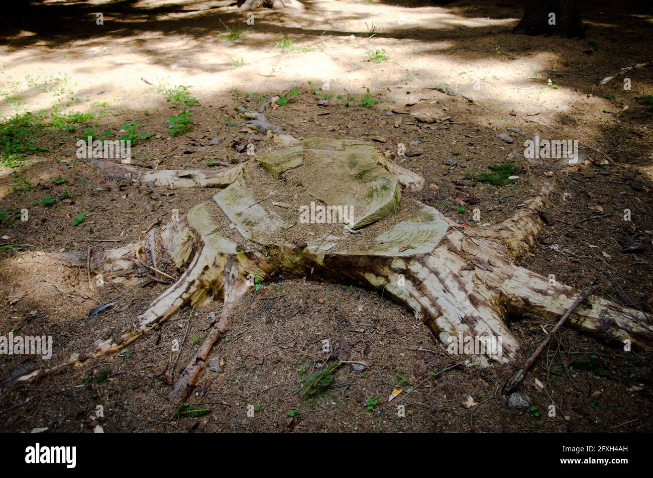 Tree stump deep in woods enlighten by sun light and shadows, top view ...