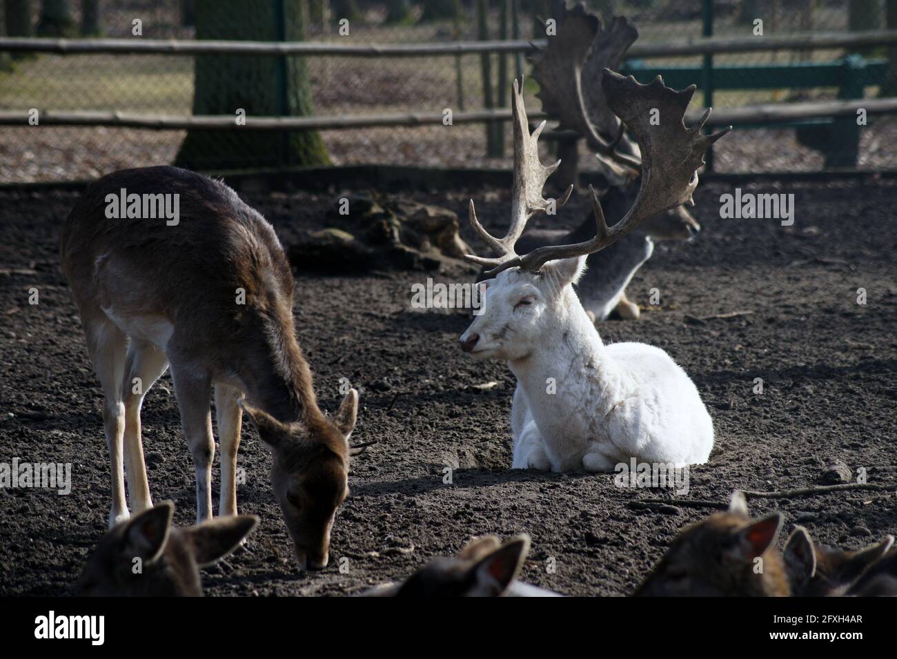 The monarch of glen- albino fallow deer Stock Photo - Alamy